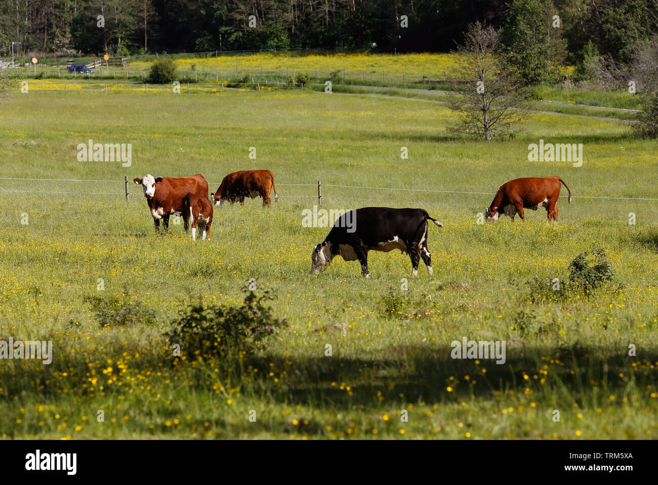 Cow cows cattle animal animals hi-res stock photography and images - Alamy