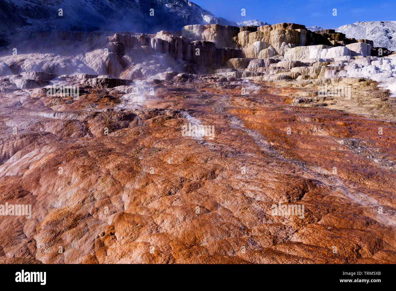 Minerva Terrace in Mammoth Hot Springs at Yellowstone National Park ...