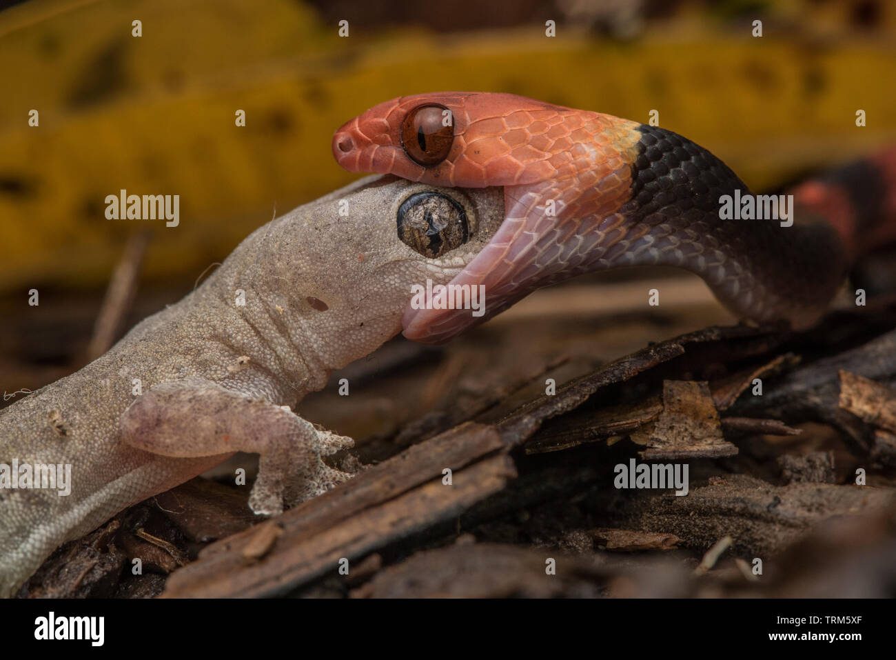 Snake feeding hi-res stock photography and images - Alamy