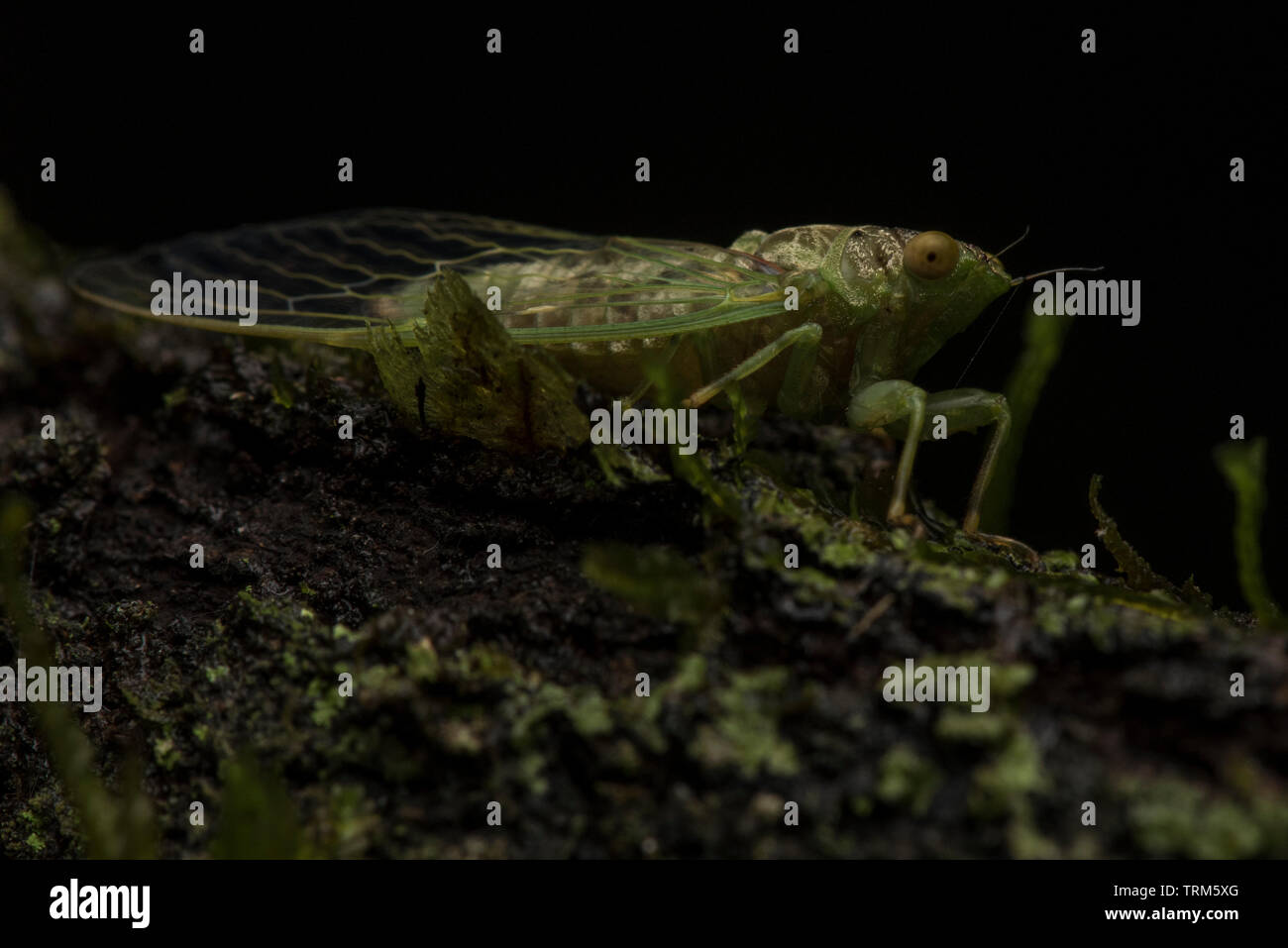 A green cicada perching amidst moss in the Amazon rainforest in Ecuador ...