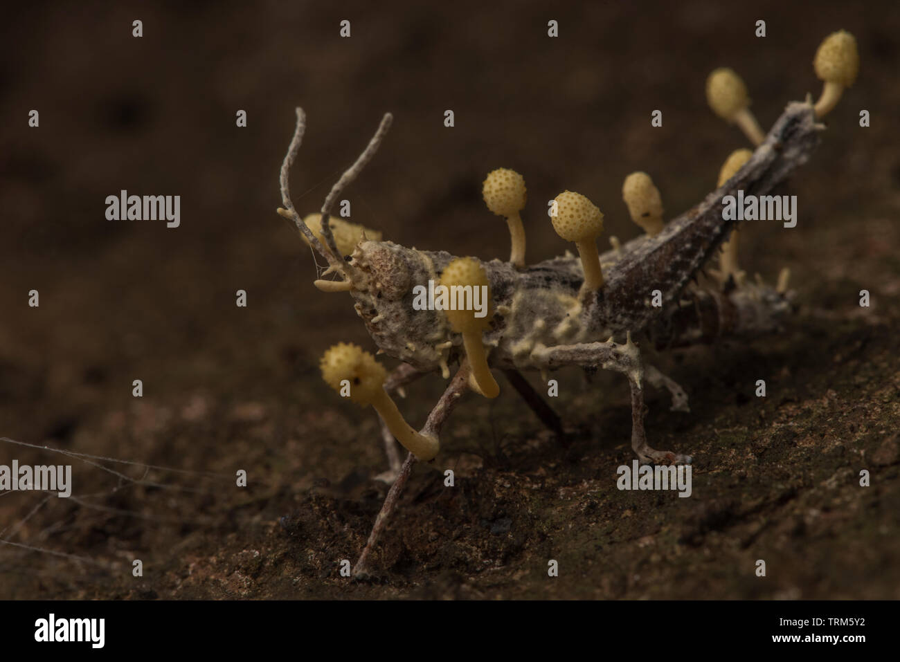 Grasshopper killed by fungus hi-res stock photography and images - Alamy