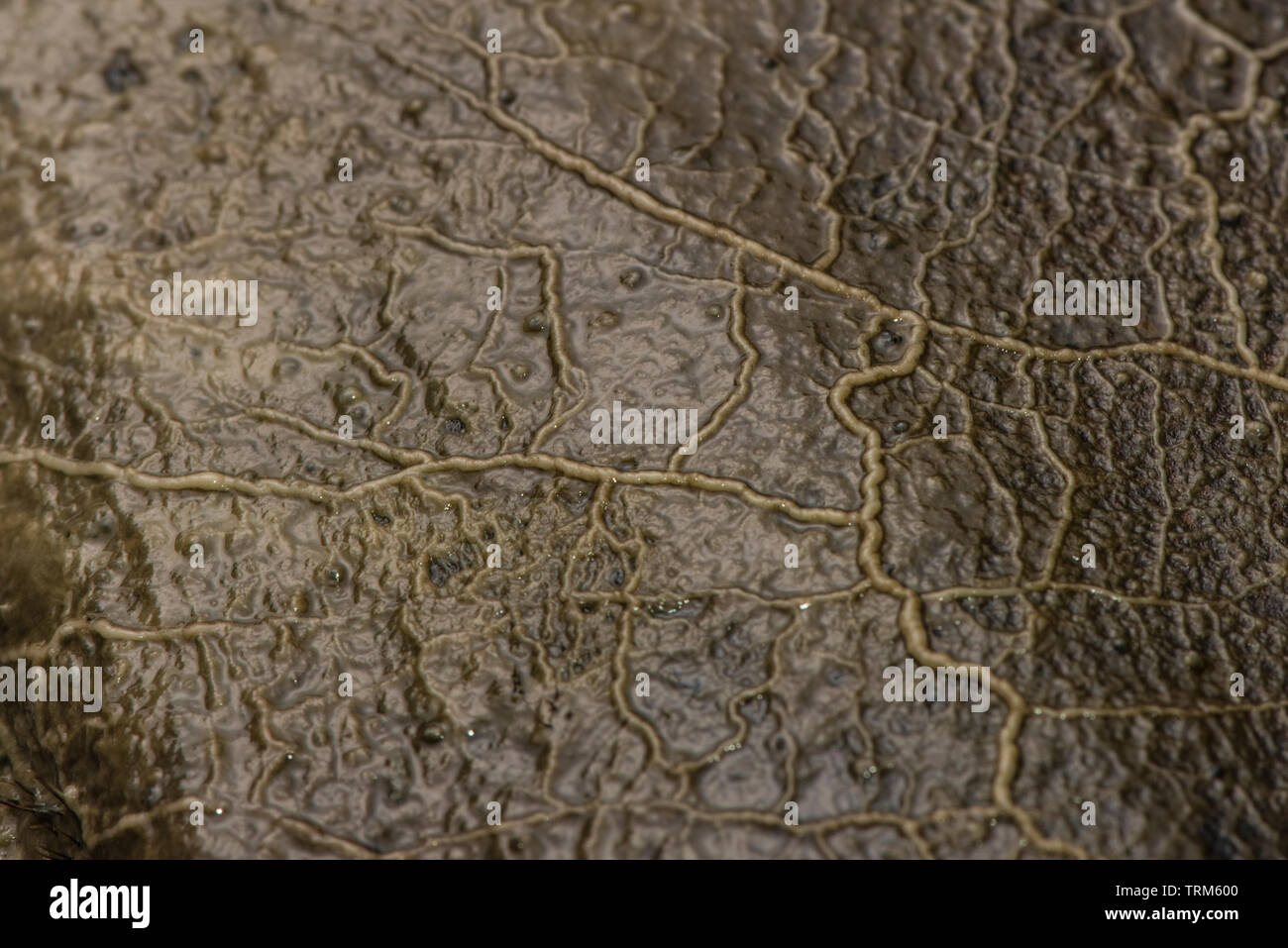 A slime mold growing on the forest floor in the Amazon rainforest, a ...