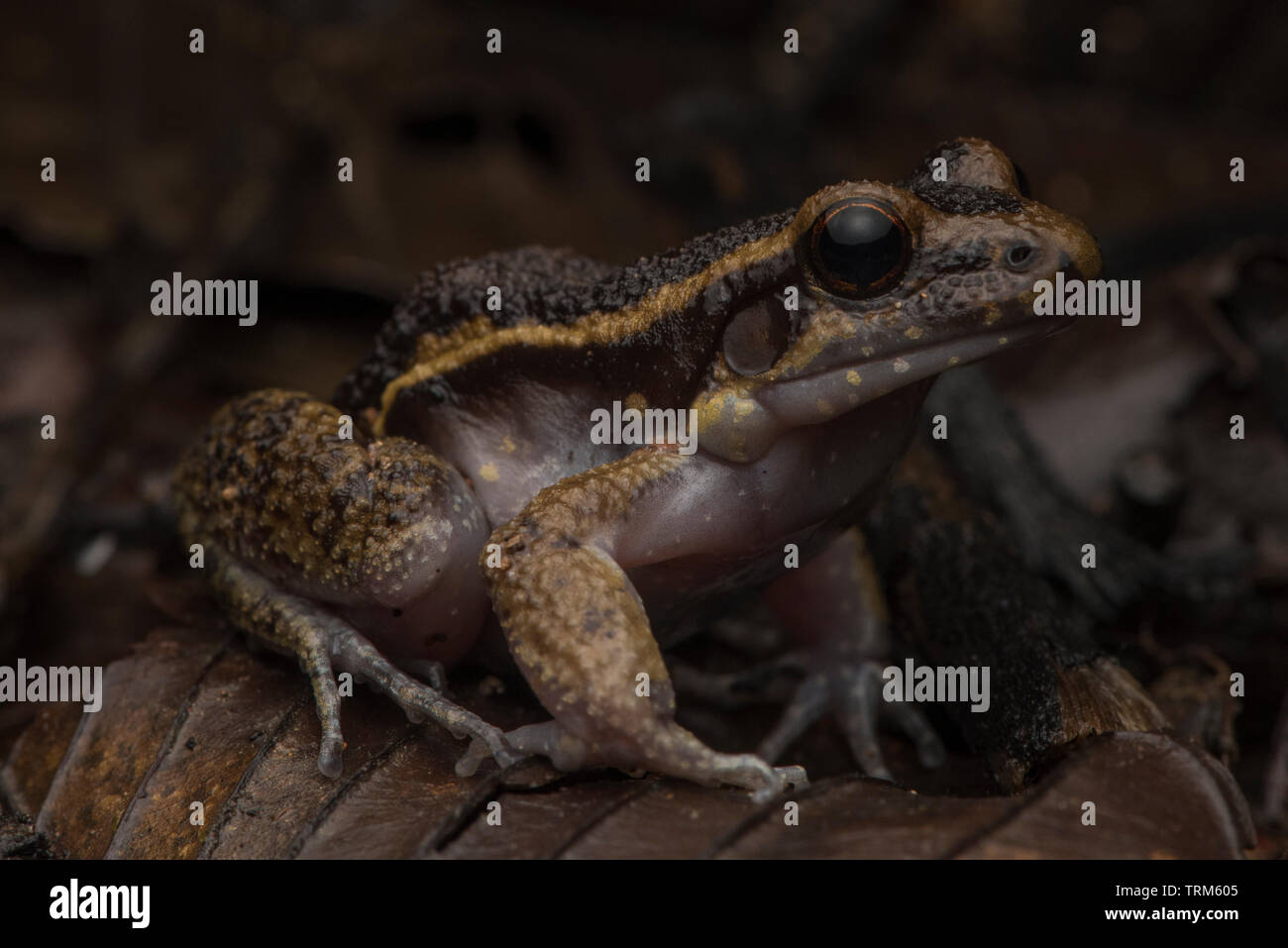 Painted frogs hi-res stock photography and images - Alamy