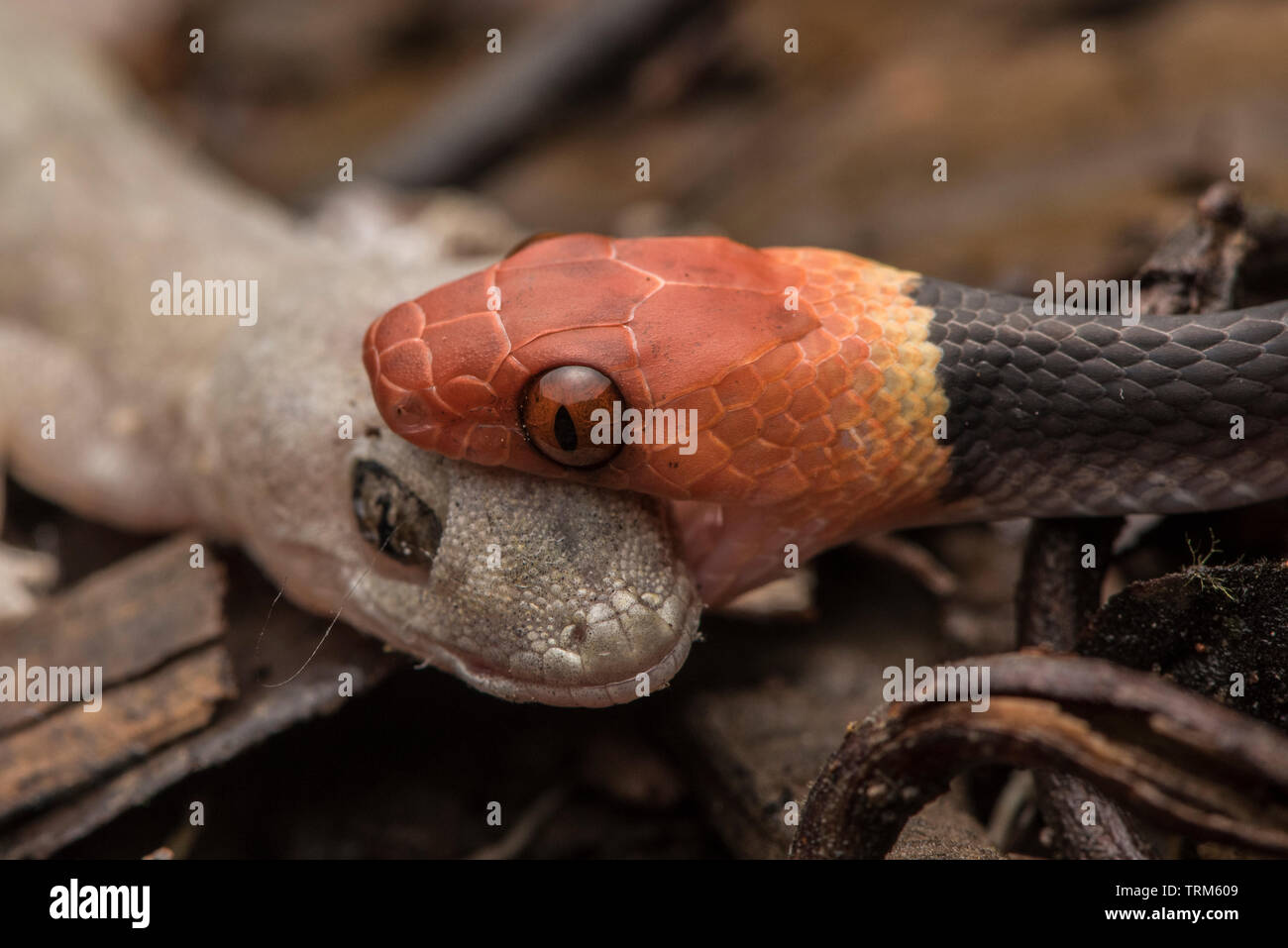 A tropical flat snake (Siphlophis compressus) feeding on a house gecko ...