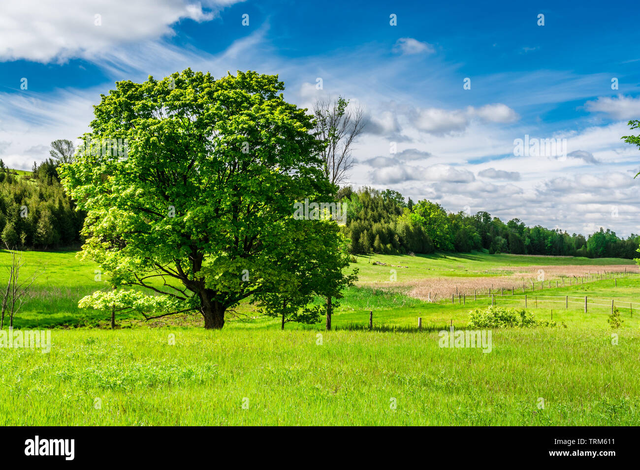 Rural landscape scene showing green field and forest and dramatic blue ...