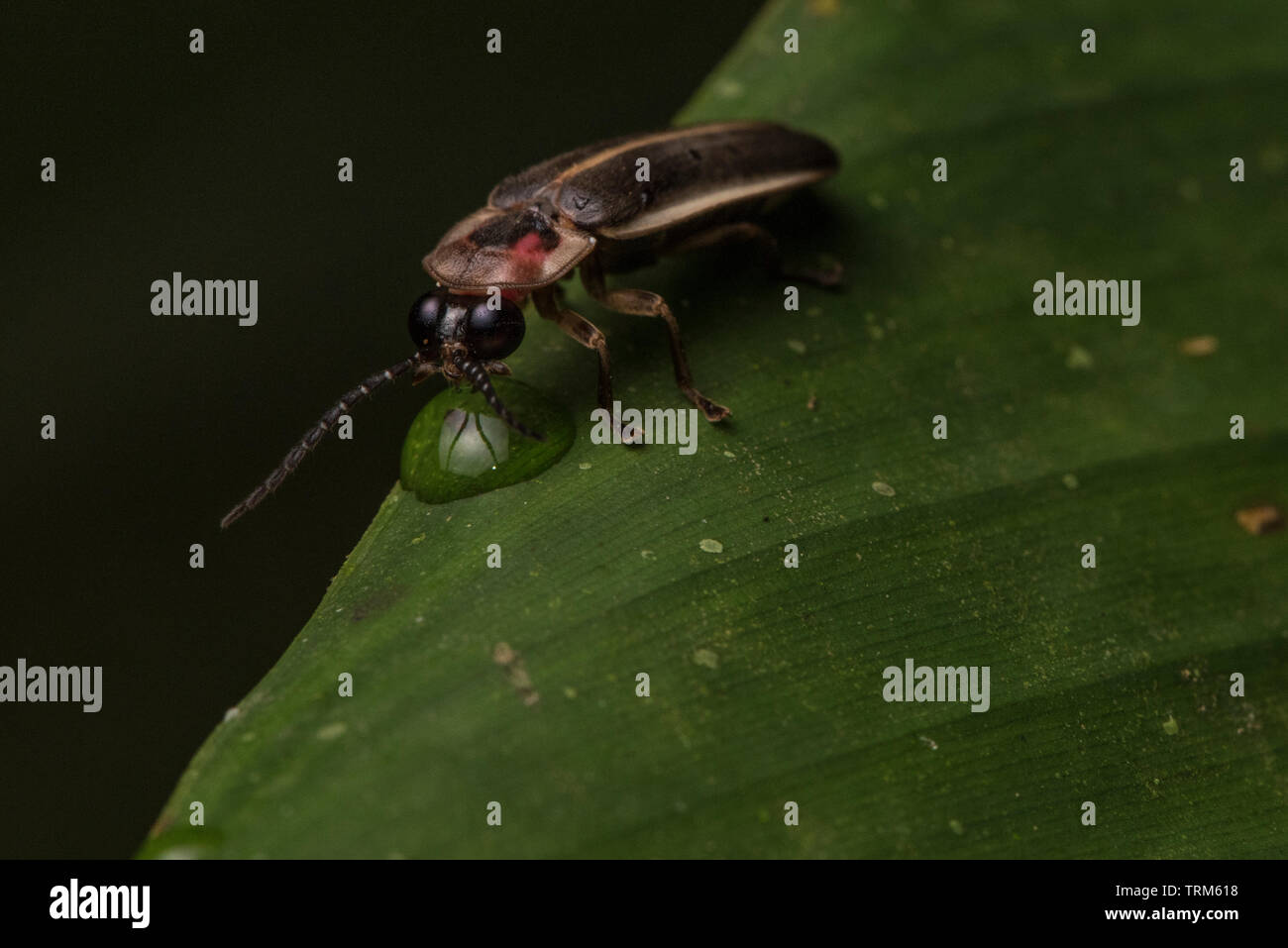 Lightning bug hi-res stock photography and images - Alamy
