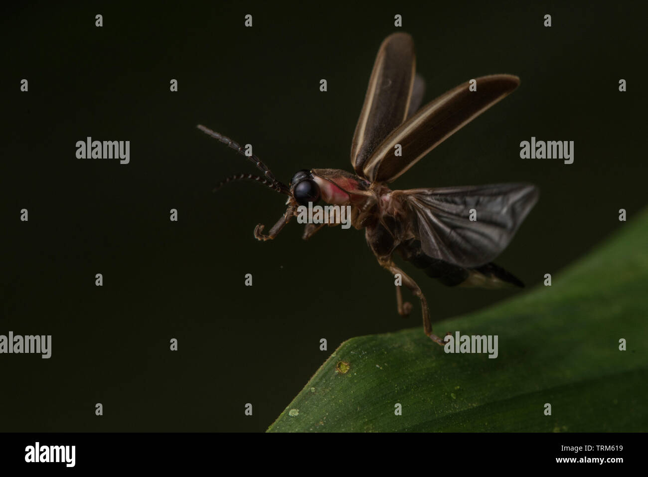 Fireflies Close Up 2