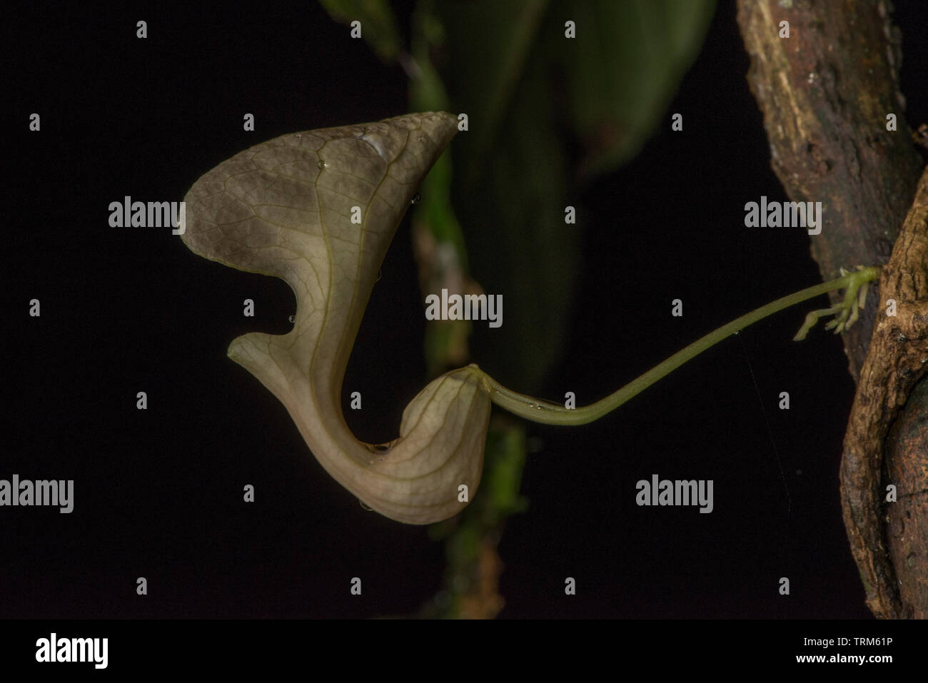 A type of plant called a Dutchmans pipe due to its unusual shape and ...