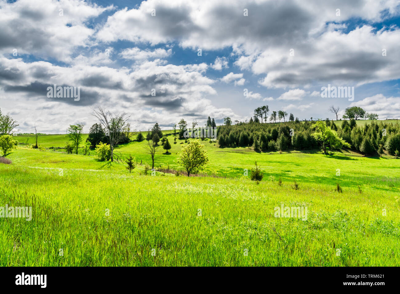 Countryside landscape view of green field and trees with beautiful ...