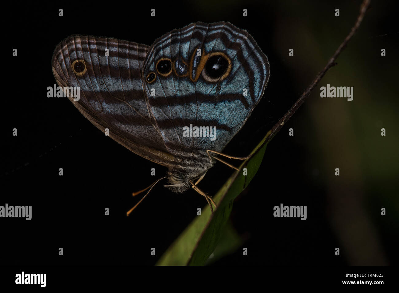 A butterfly perched on a leaf in the Amazon jungle in Yasuni National ...