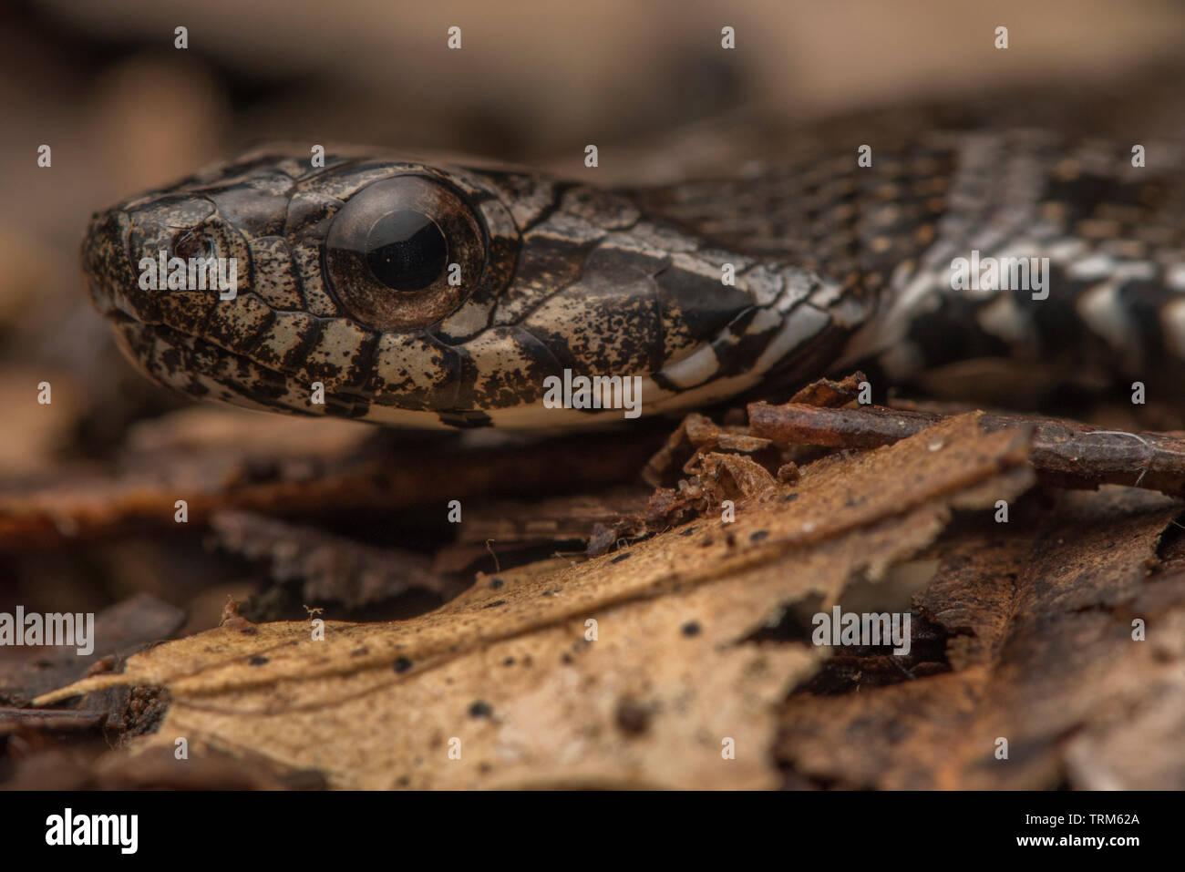 false fer-de-lance (Xenodon rabdocephalus) from the Amazon rainforest ...