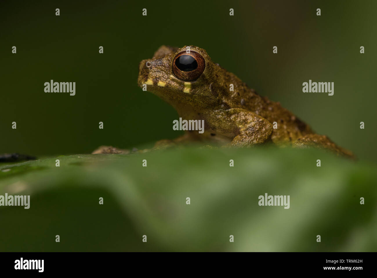 Sarayacu treefrog (Dendropsophus parviceps) from the Amazon rainforest ...