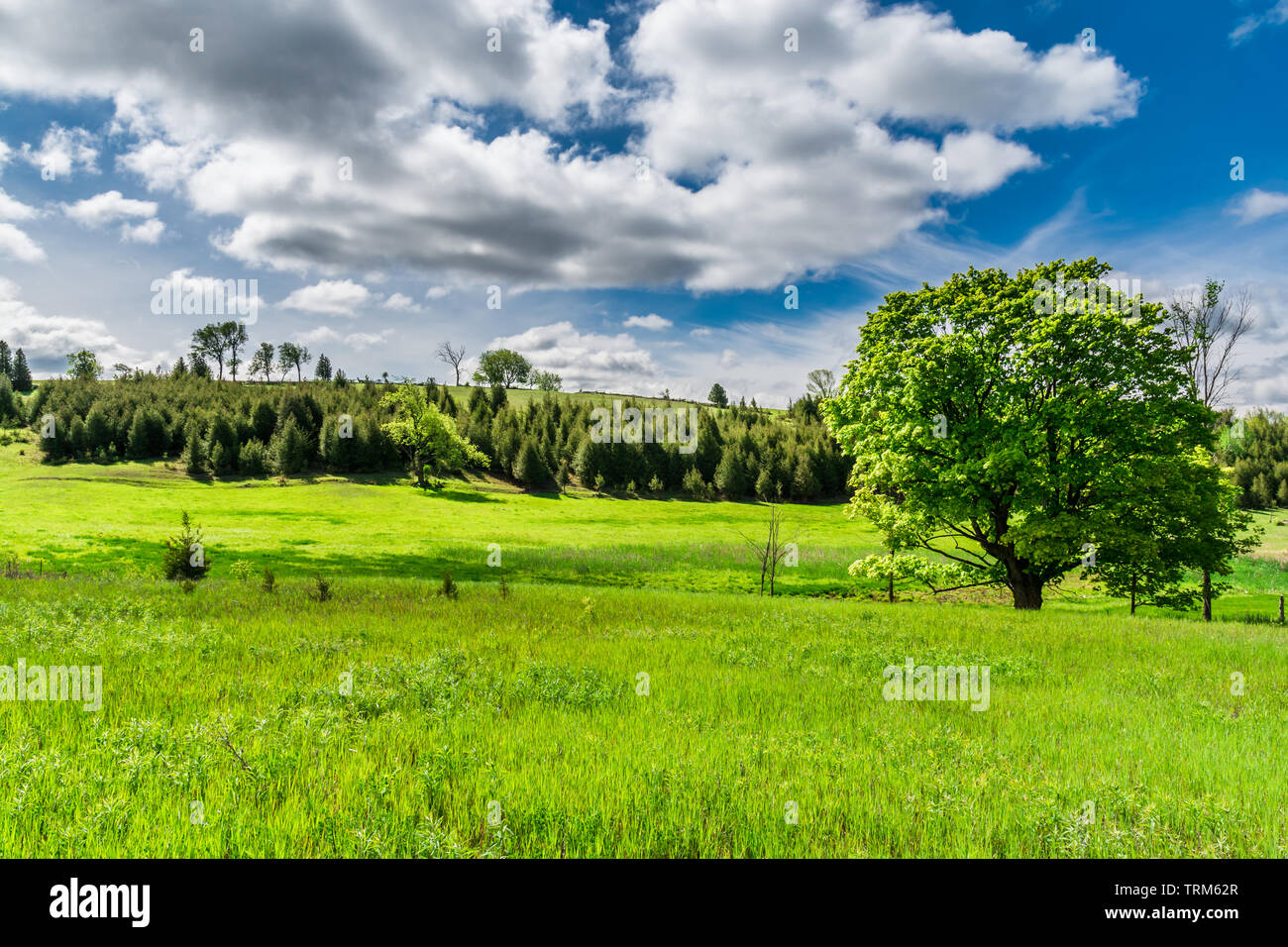 Countryside landscape view of green field and trees with beautiful ...