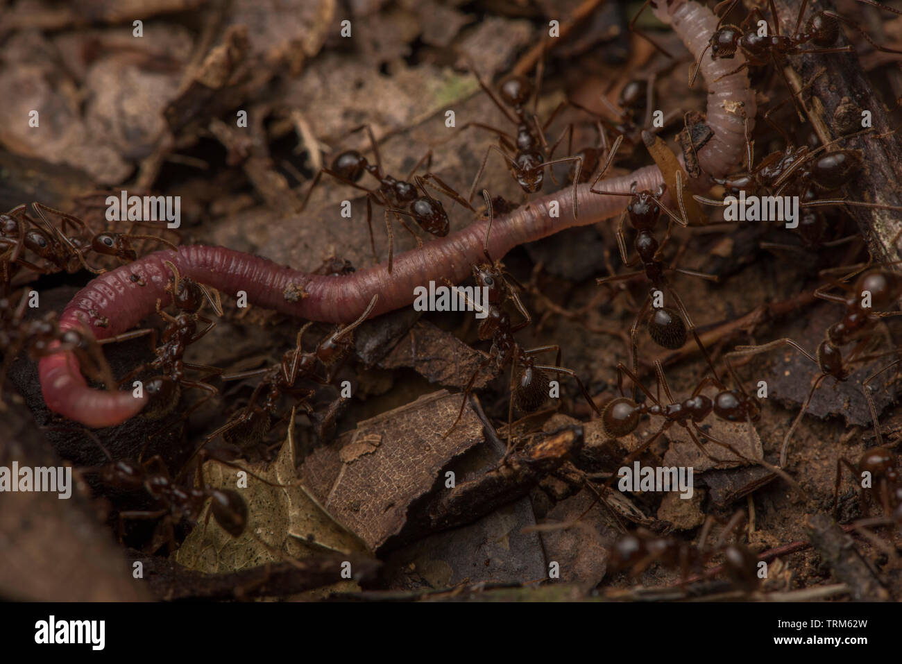 Ants attacking insects hi-res stock photography and images - Alamy