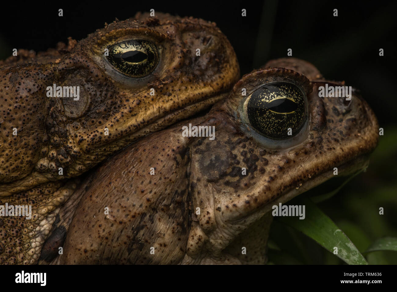 Paratoid gland hi-res stock photography and images - Alamy