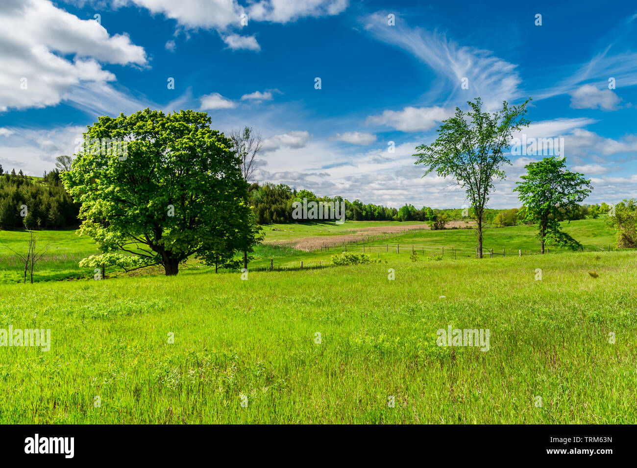 Countryside landscape view of green field and trees with beautiful ...