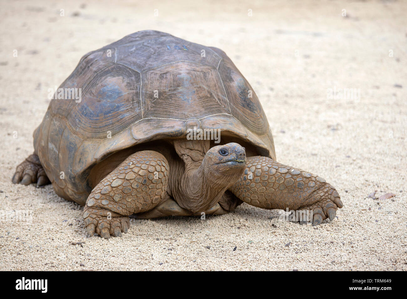 Giant turtles, dipsochelys gigantea in tropical island Mauritius ...