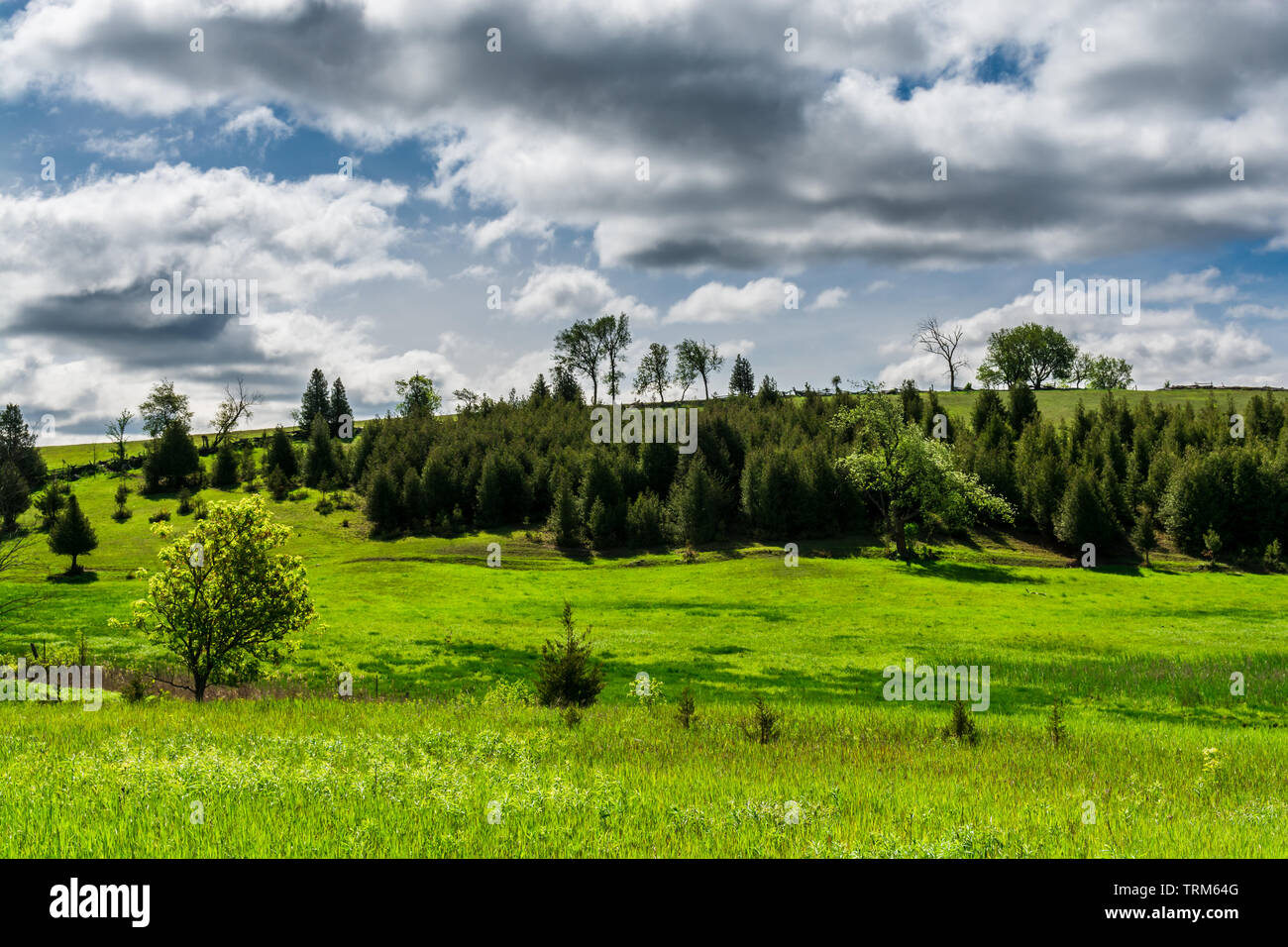 Countryside landscape view of green field and trees with beautiful ...
