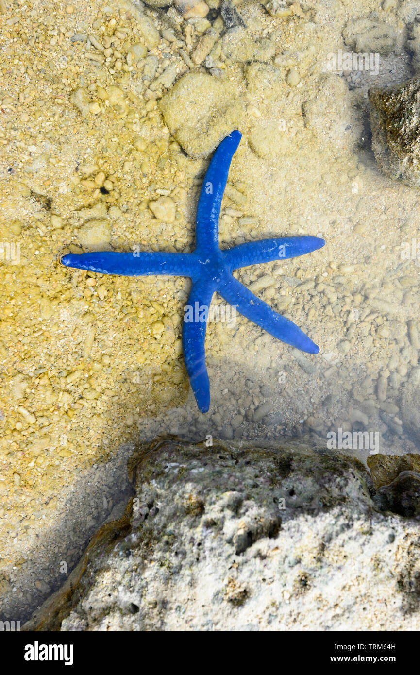 Blue Sea Star (Linckia laevigata), Port Vila, Vanuatu, Melanesia Stock ...