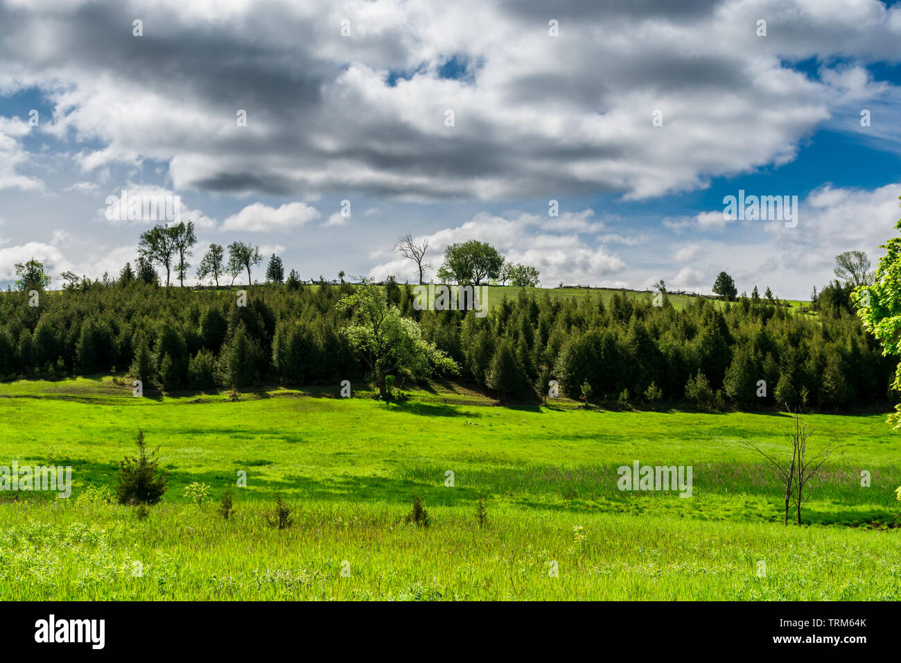 Countryside landscape view of green field and trees with beautiful ...