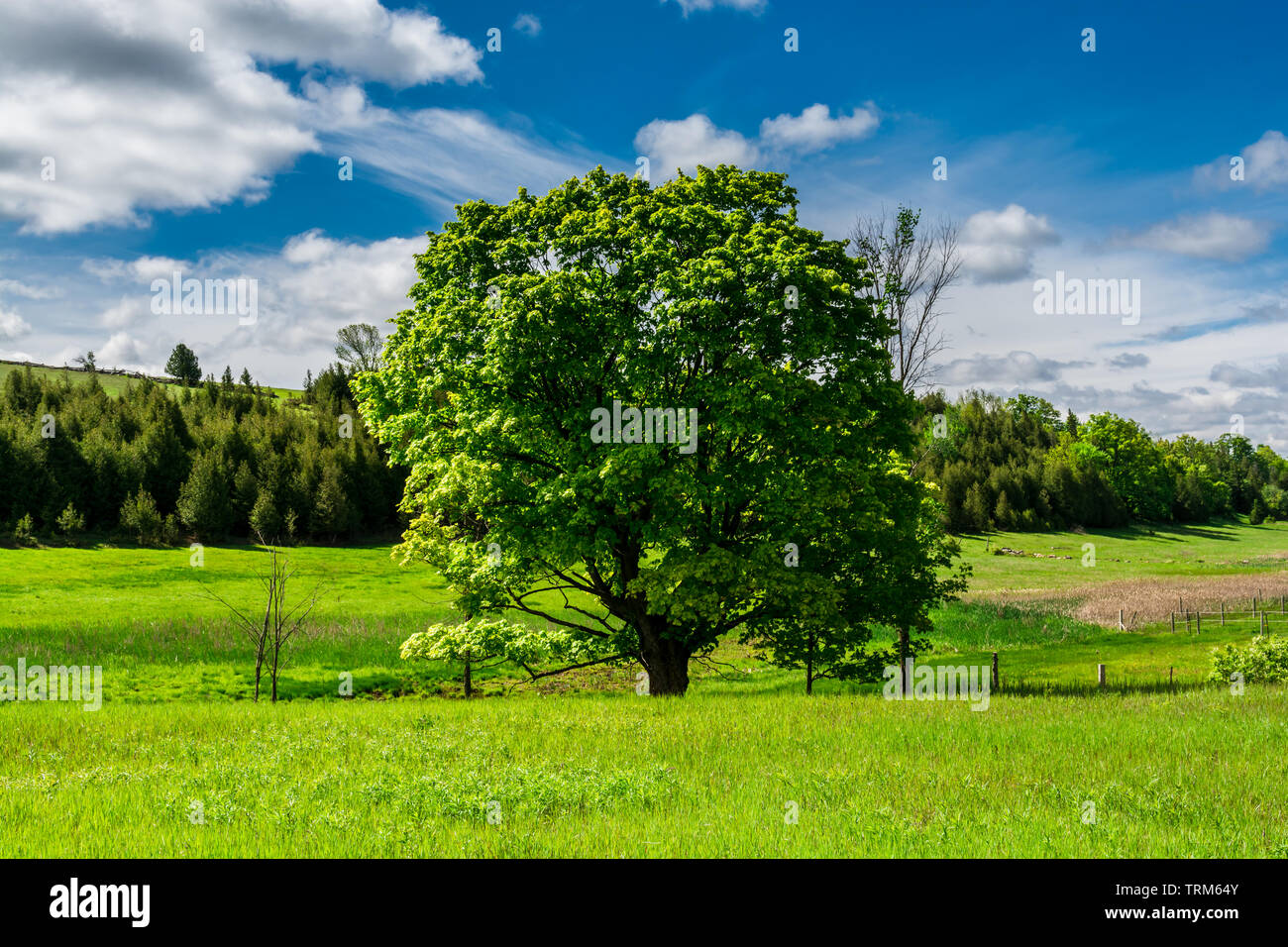 Countryside landscape view of green field and trees with beautiful ...