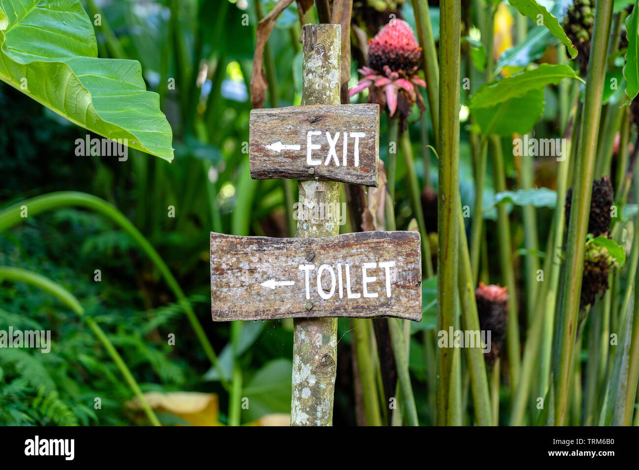 Toilet indonesia hi-res stock photography and images - Alamy