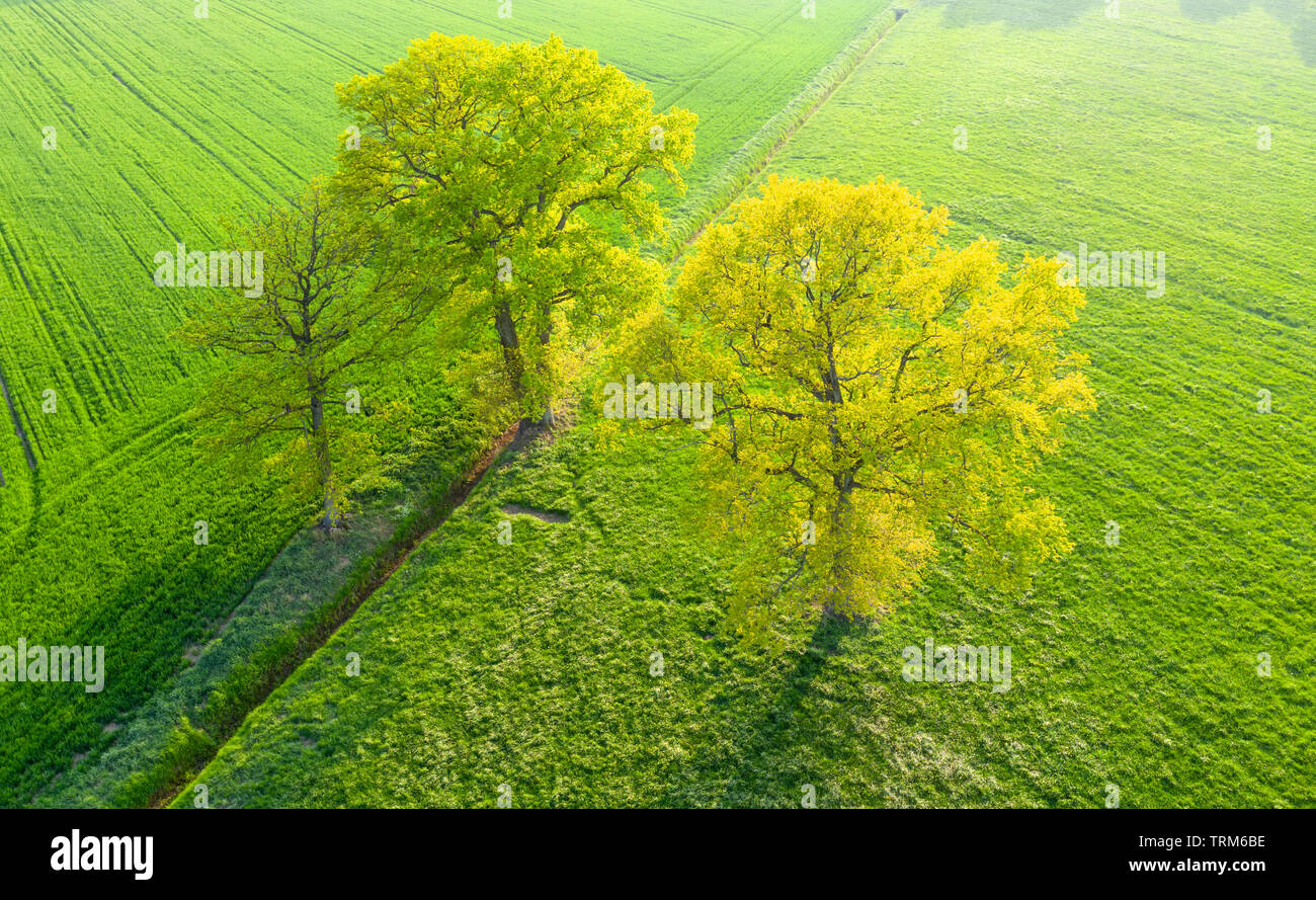 Single trees on farmland, fresh green in spring, aerial view, drone ...