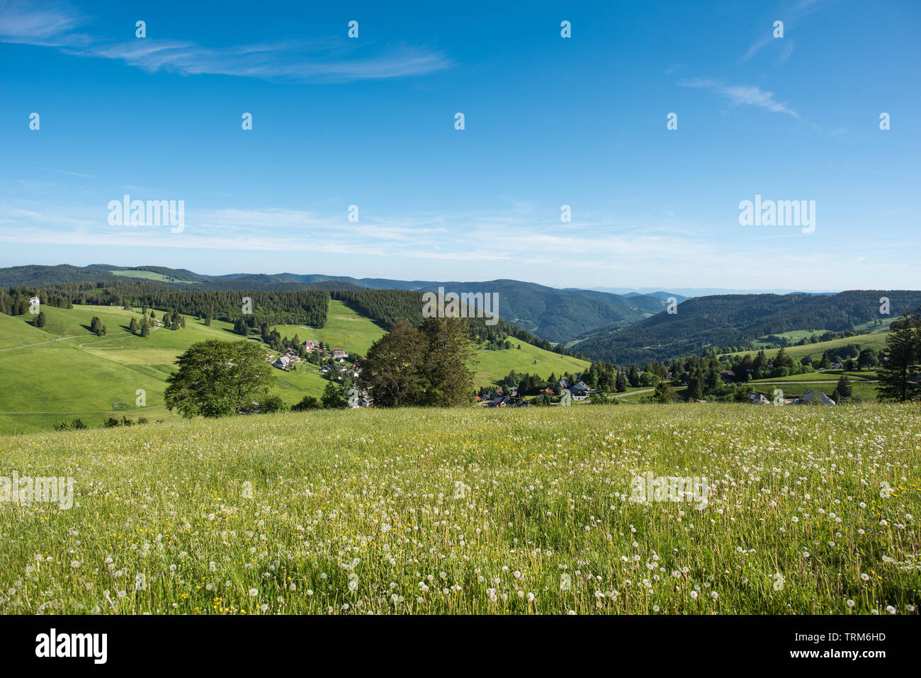 landscape at todtnauberg in black forest germany Stock Photo - Alamy