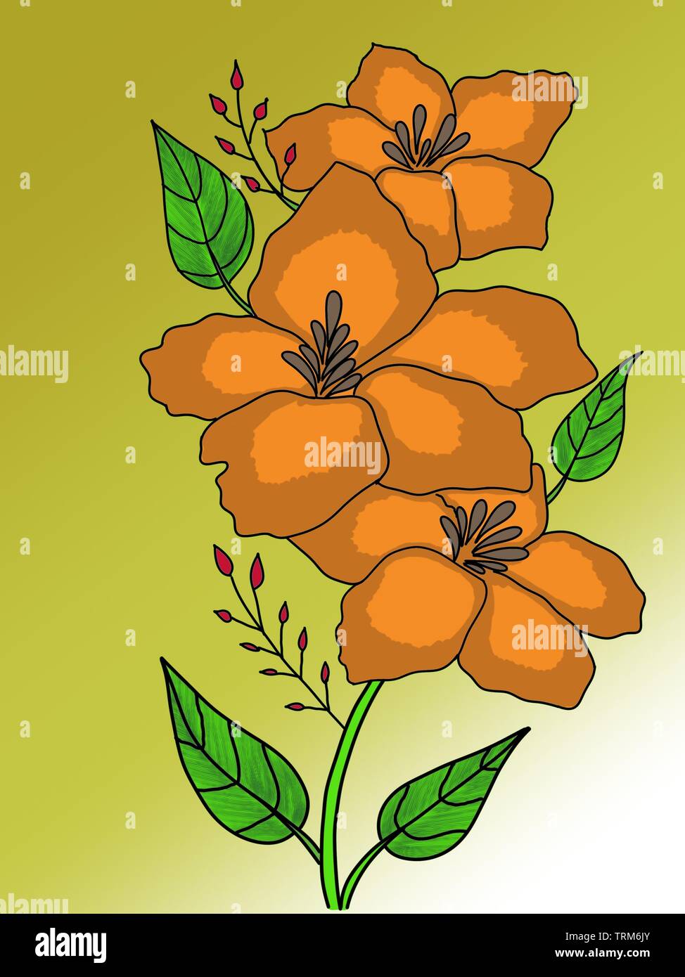 Orange flower drawing hi-res stock photography and images - Alamy