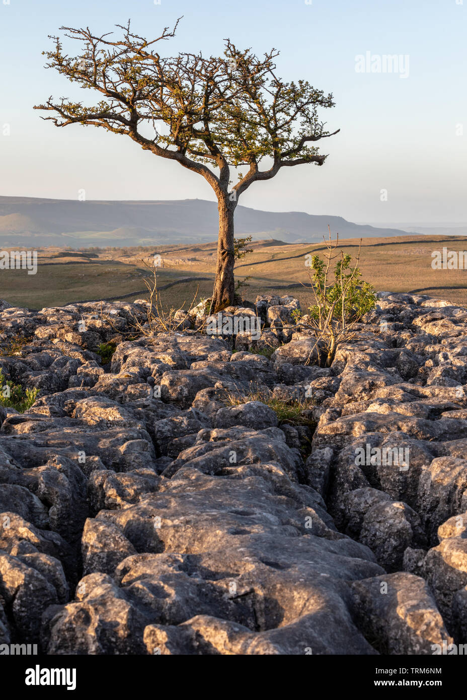 Lonely Hawthorn Tree at dawn, Yorkshire Dales in the UK Stock Photo - Alamy