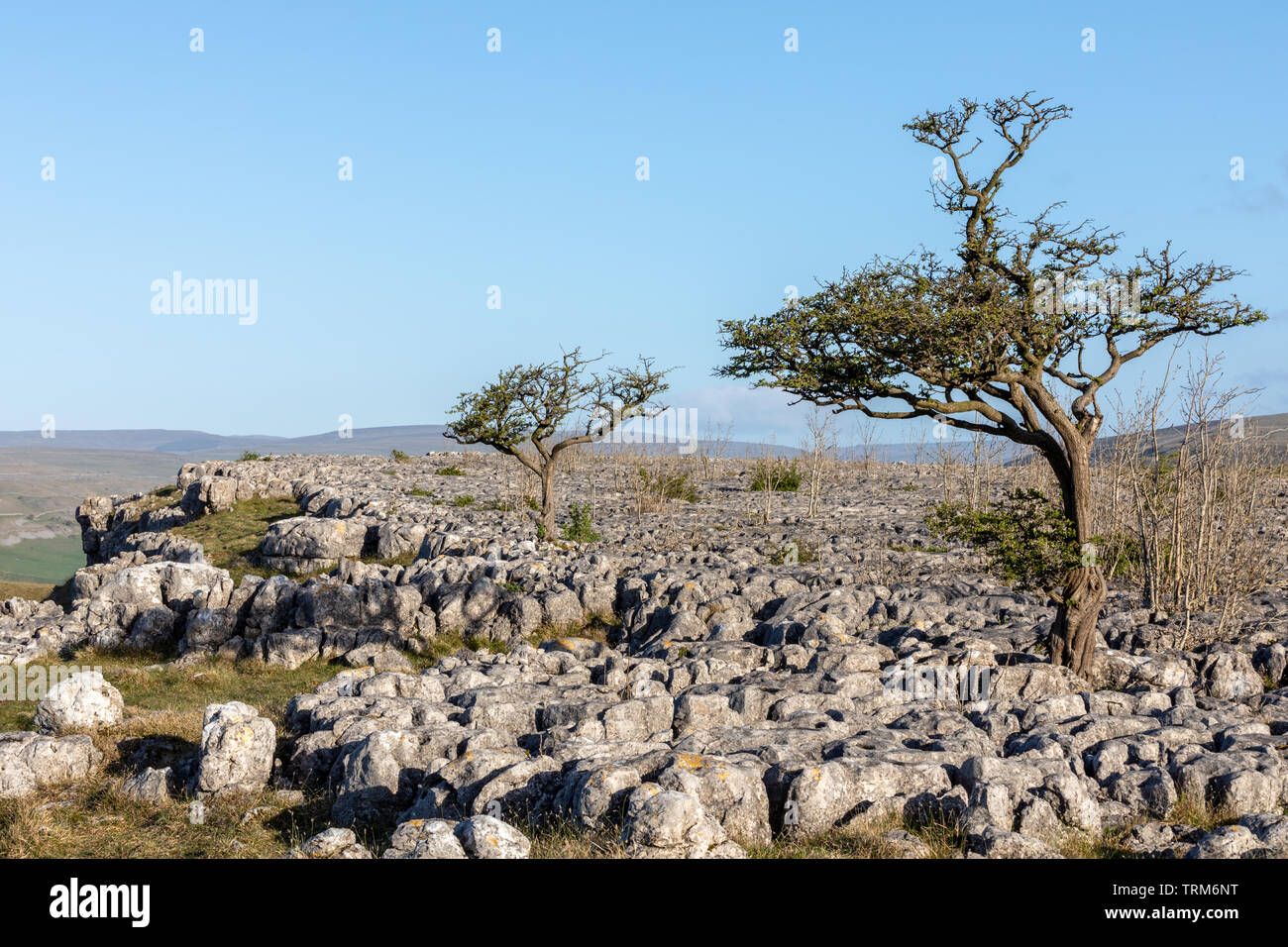 Lonely Hawthorn Tree at dawn, Yorkshire Dales in the UK Stock Photo - Alamy