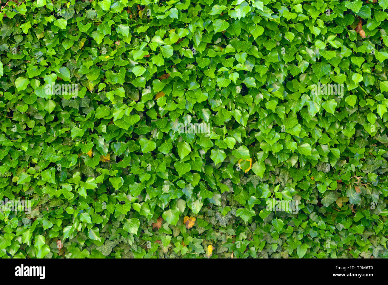 Full frame background of thick dense green ivy creeper covering a wall ...