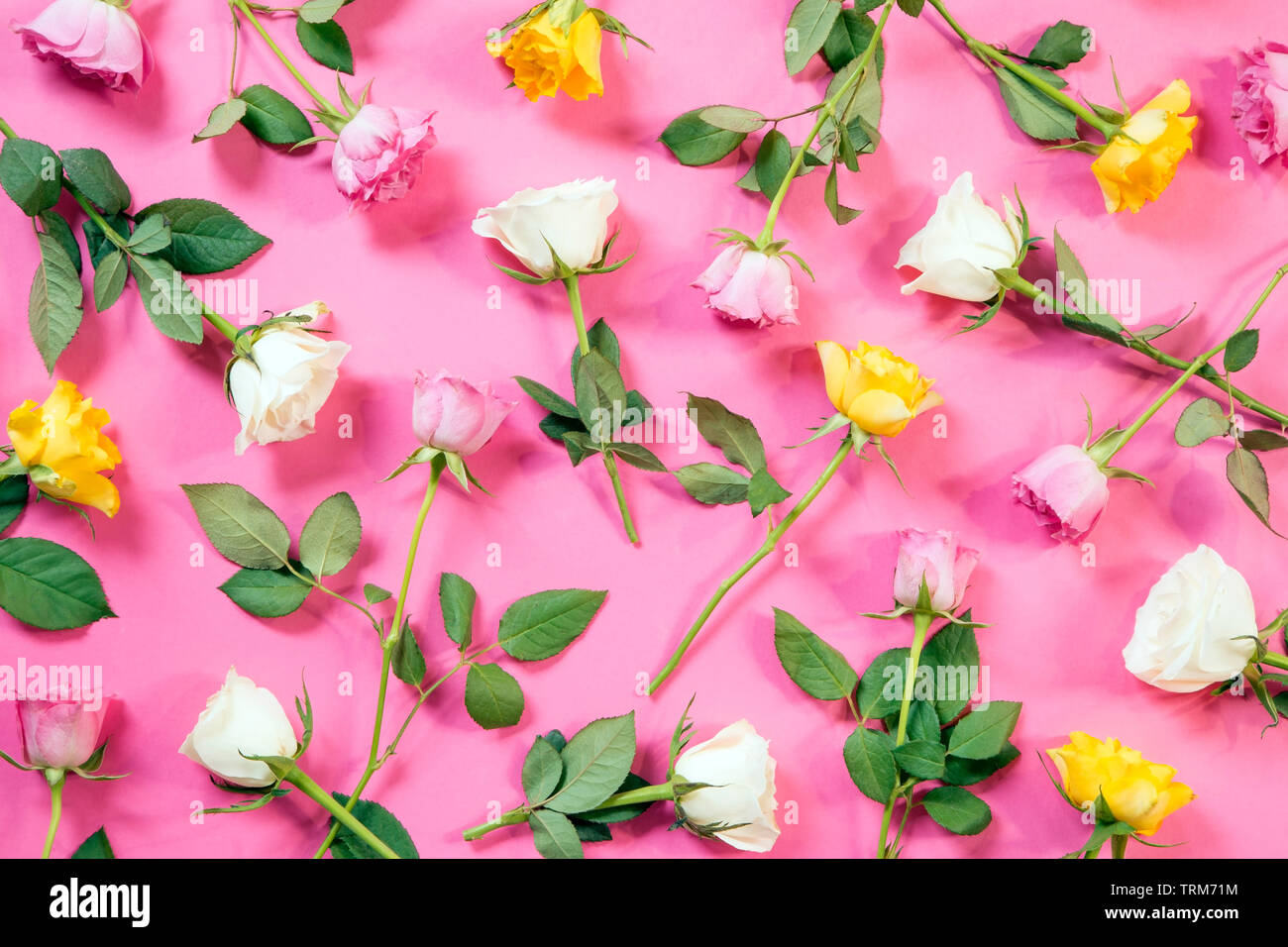 Colorful roses on pink background Stock Photo - Alamy