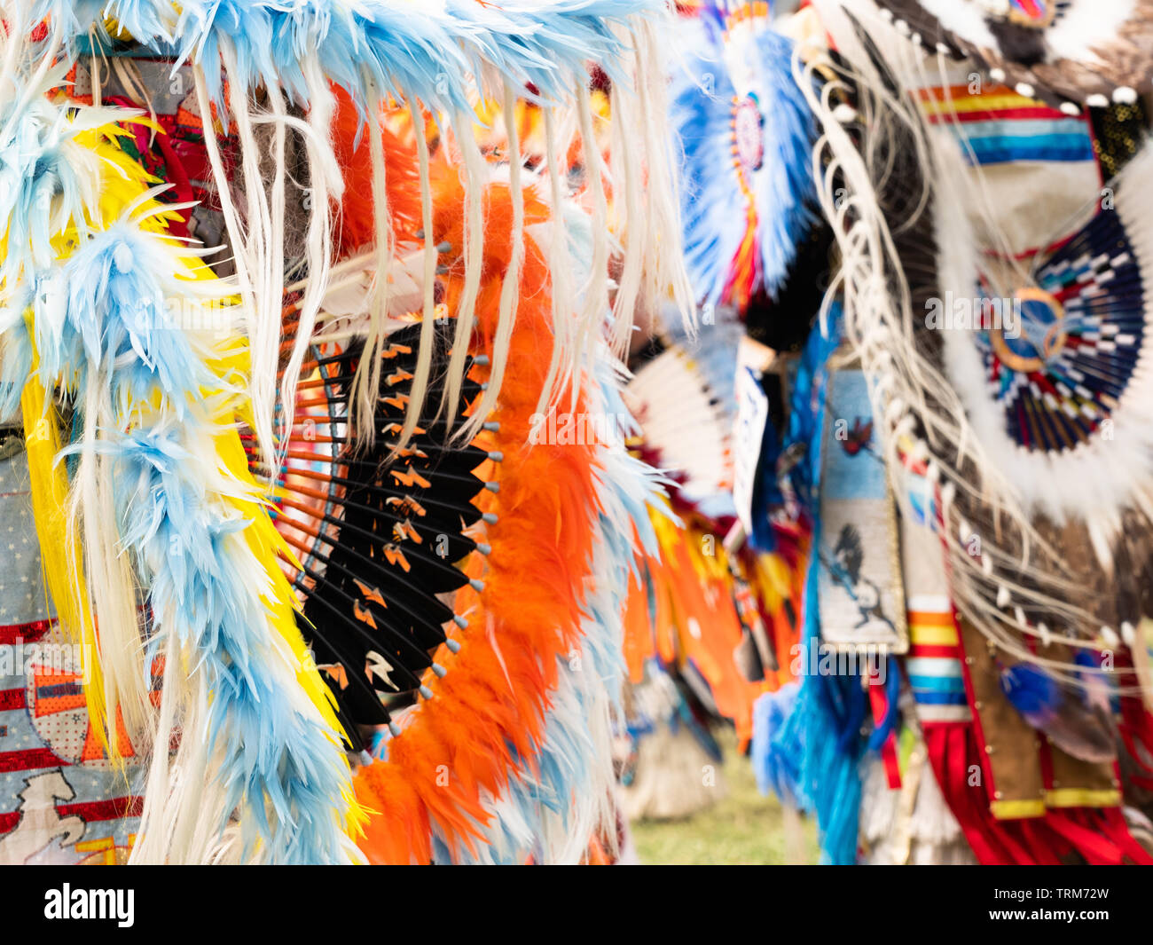 Close up of orange and black quill and blue, yellow and orange ...