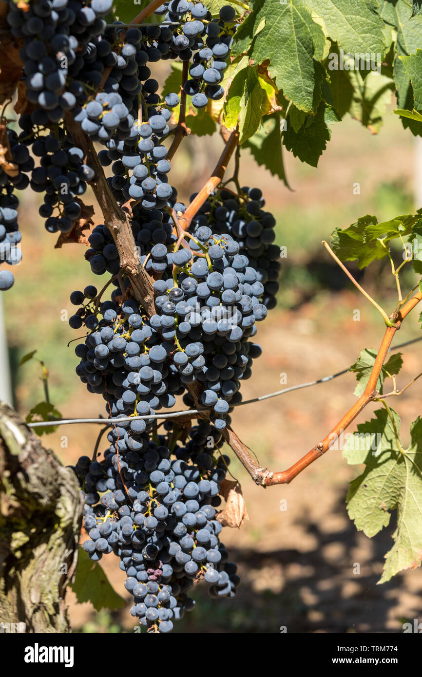 Red wine grapes ready to harvest and wine production. Saint Emilion ...