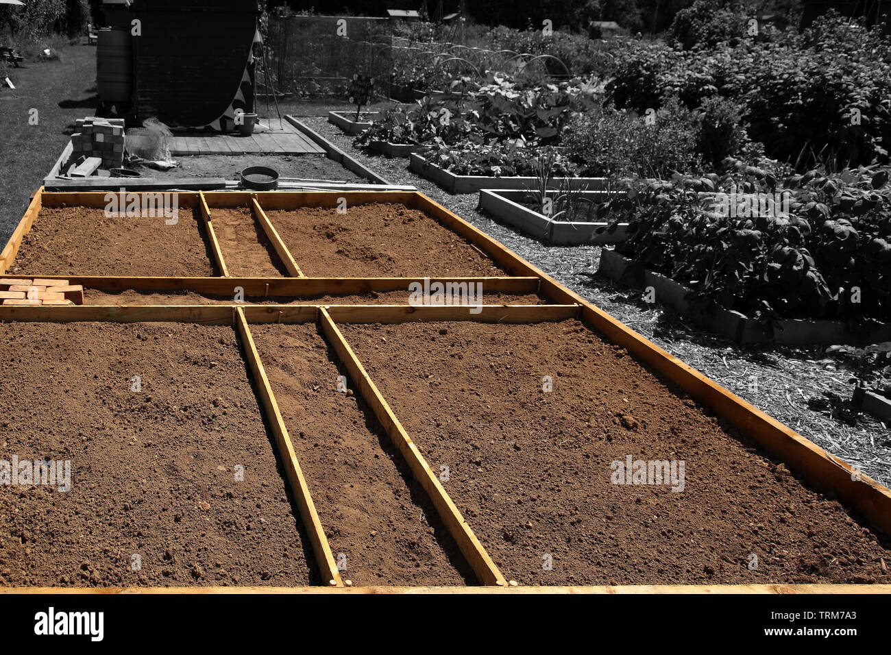 Allotment plot marked out ready for planting with a wooden frame in a ...