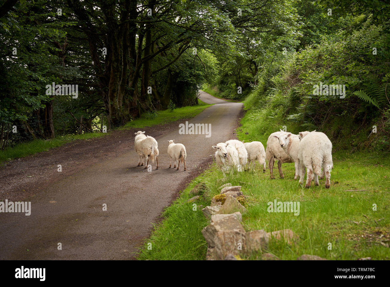 North wales sheep farming hi-res stock photography and images - Alamy