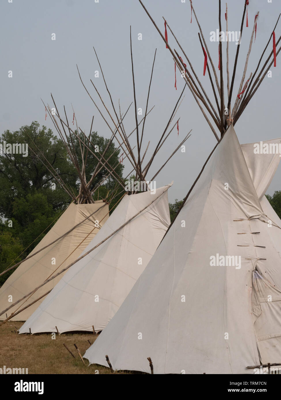 Three tipis made of off white canvas on lodge poles at Crow Fair in ...