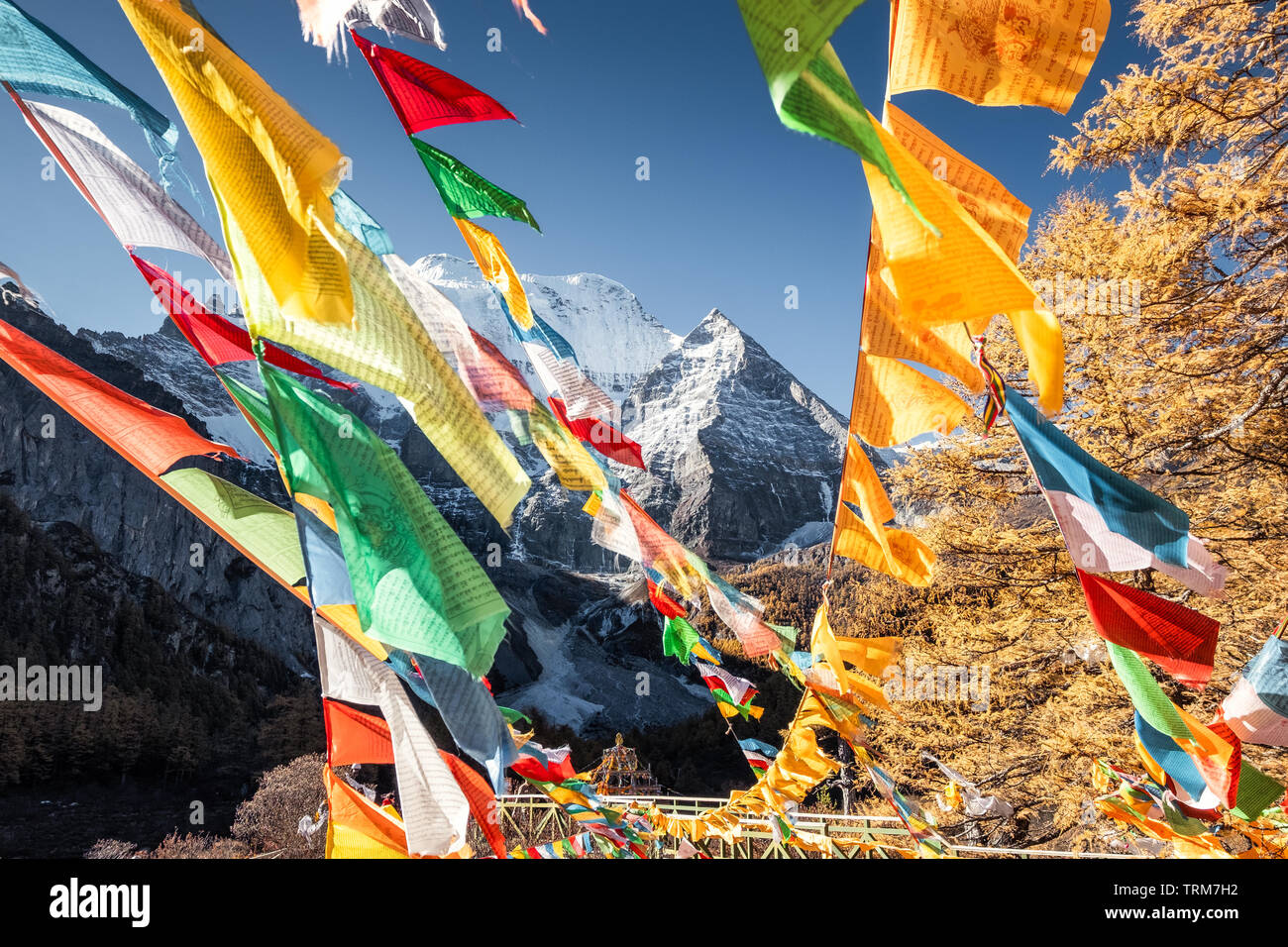 Five color prayer flags flying on Xiannairi mountain with pine forest ...