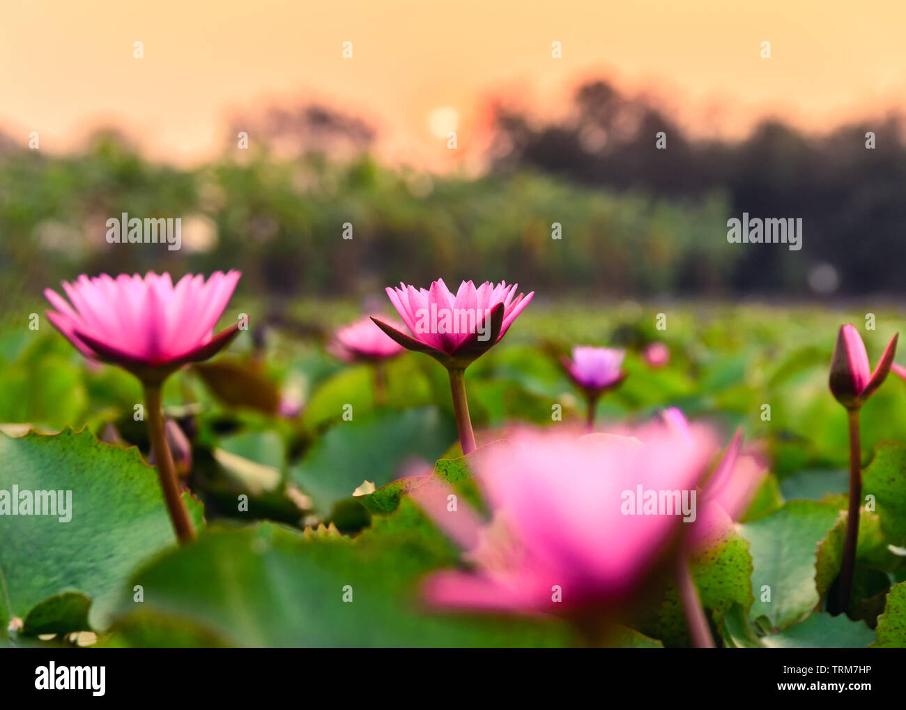 Pink lotus in swamp nature hi-res stock photography and images - Alamy