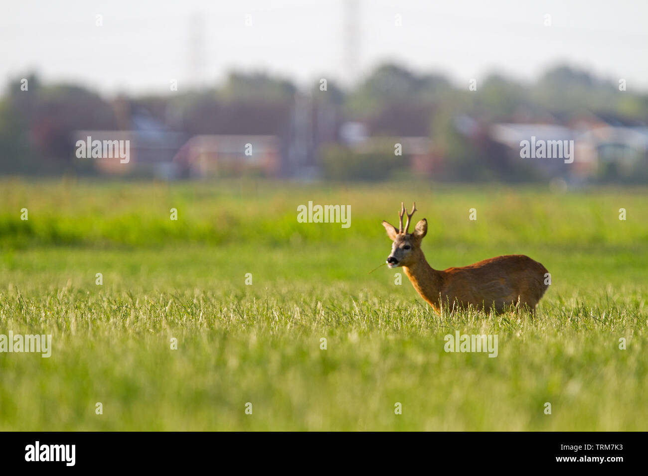 Suburban wildlife hi-res stock photography and images - Alamy