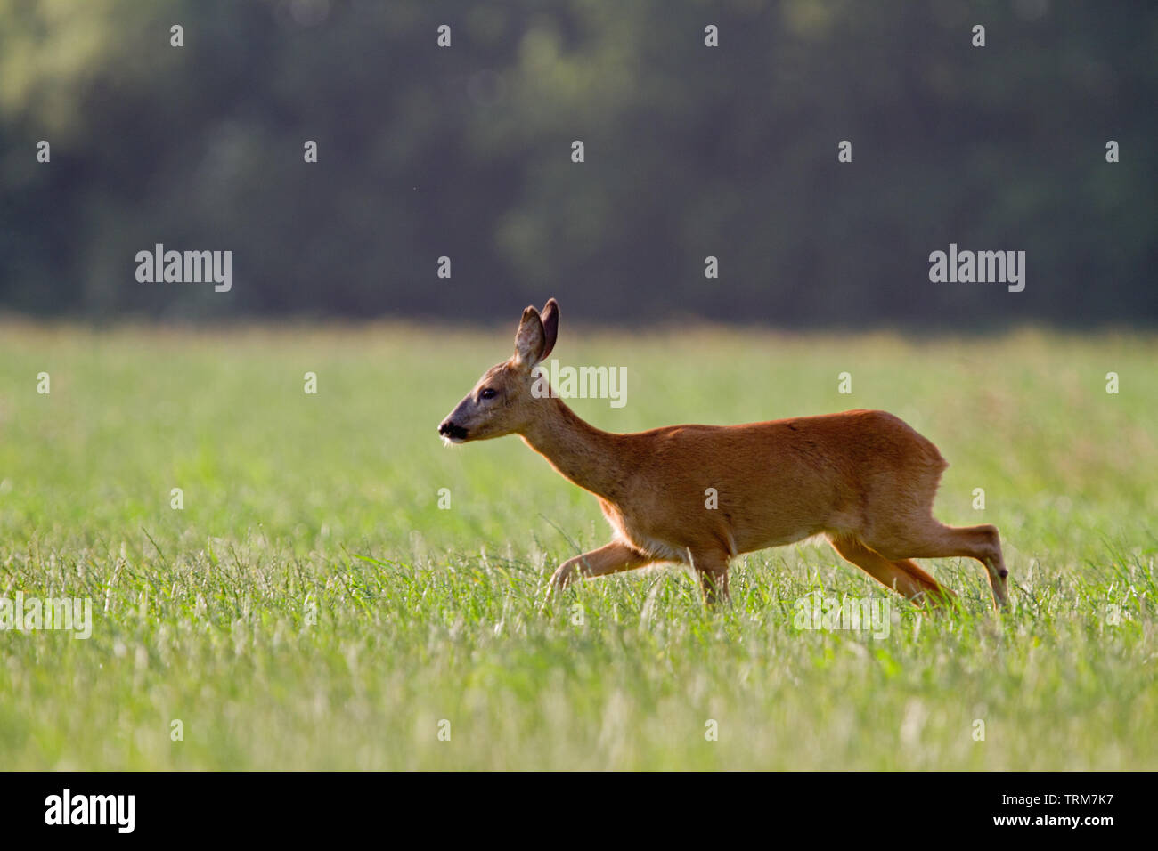 Doe in background hi-res stock photography and images - Alamy