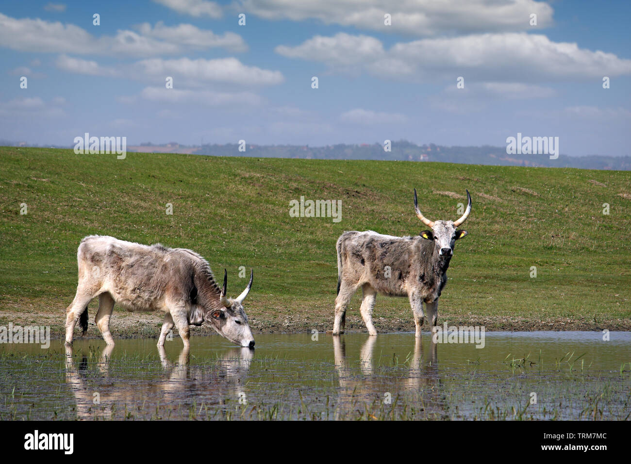 Podolian cattle grazing hi-res stock photography and images - Alamy