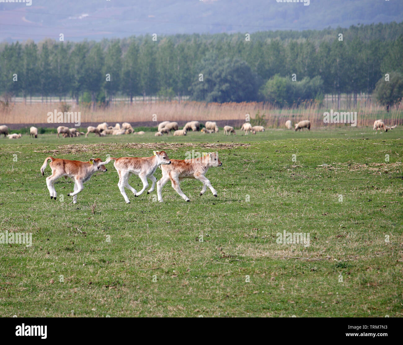 Calves cattle run hi-res stock photography and images - Alamy
