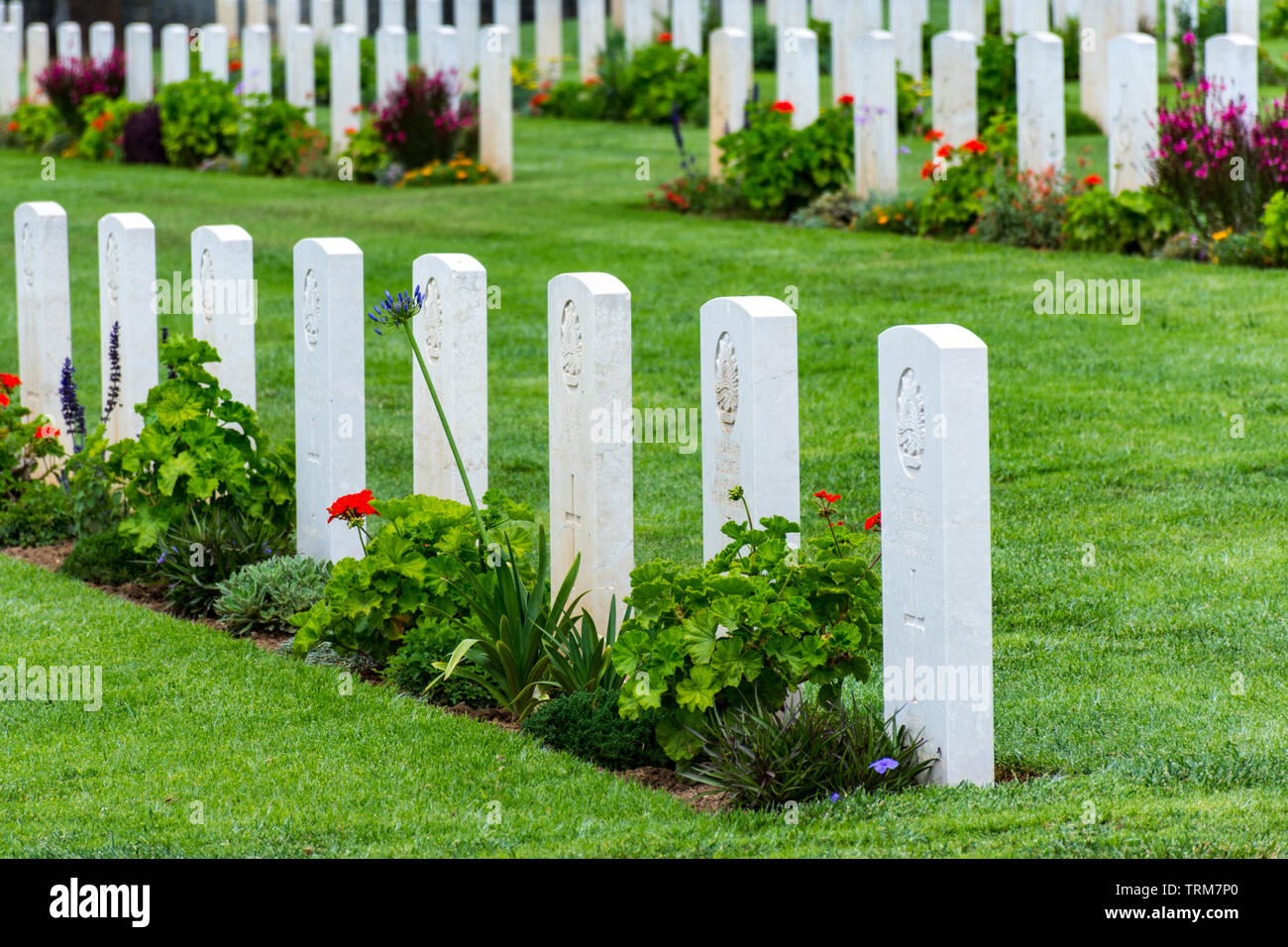 Beautiful flowers on the graves hi-res stock photography and images - Alamy