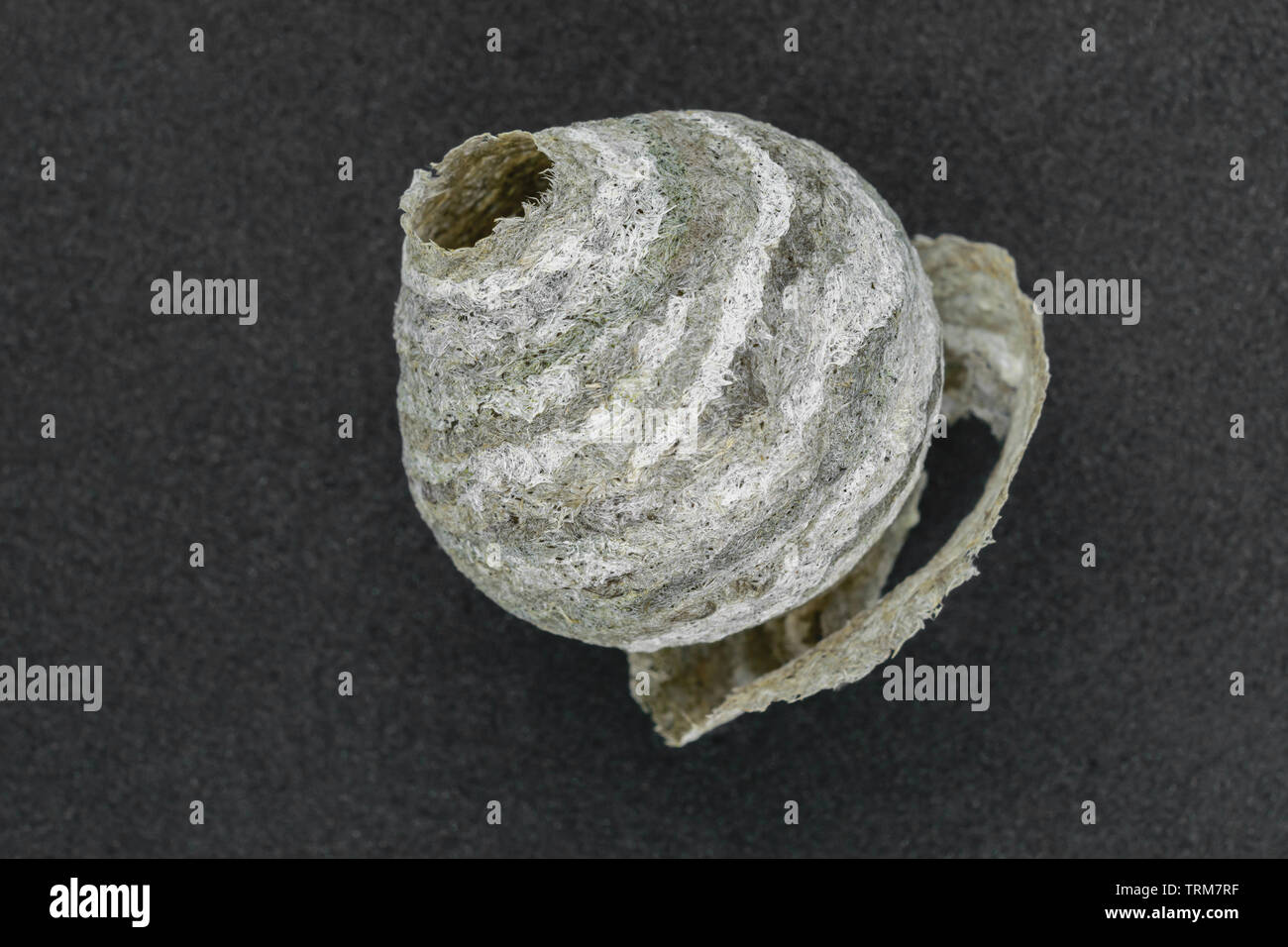 Round, gray and abandoned wasps nest on grey background Stock Photo - Alamy