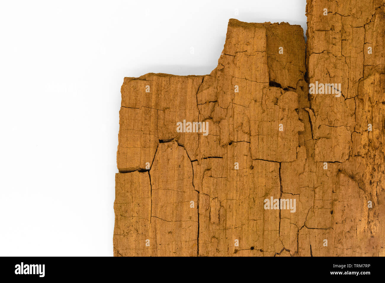 Worm eaten dry tree bark on white background with copy space Stock ...