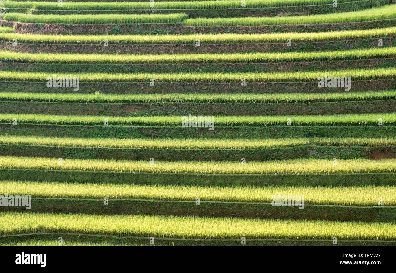 Agriculture farming rice paddy terraced close up Stock Photo - Alamy