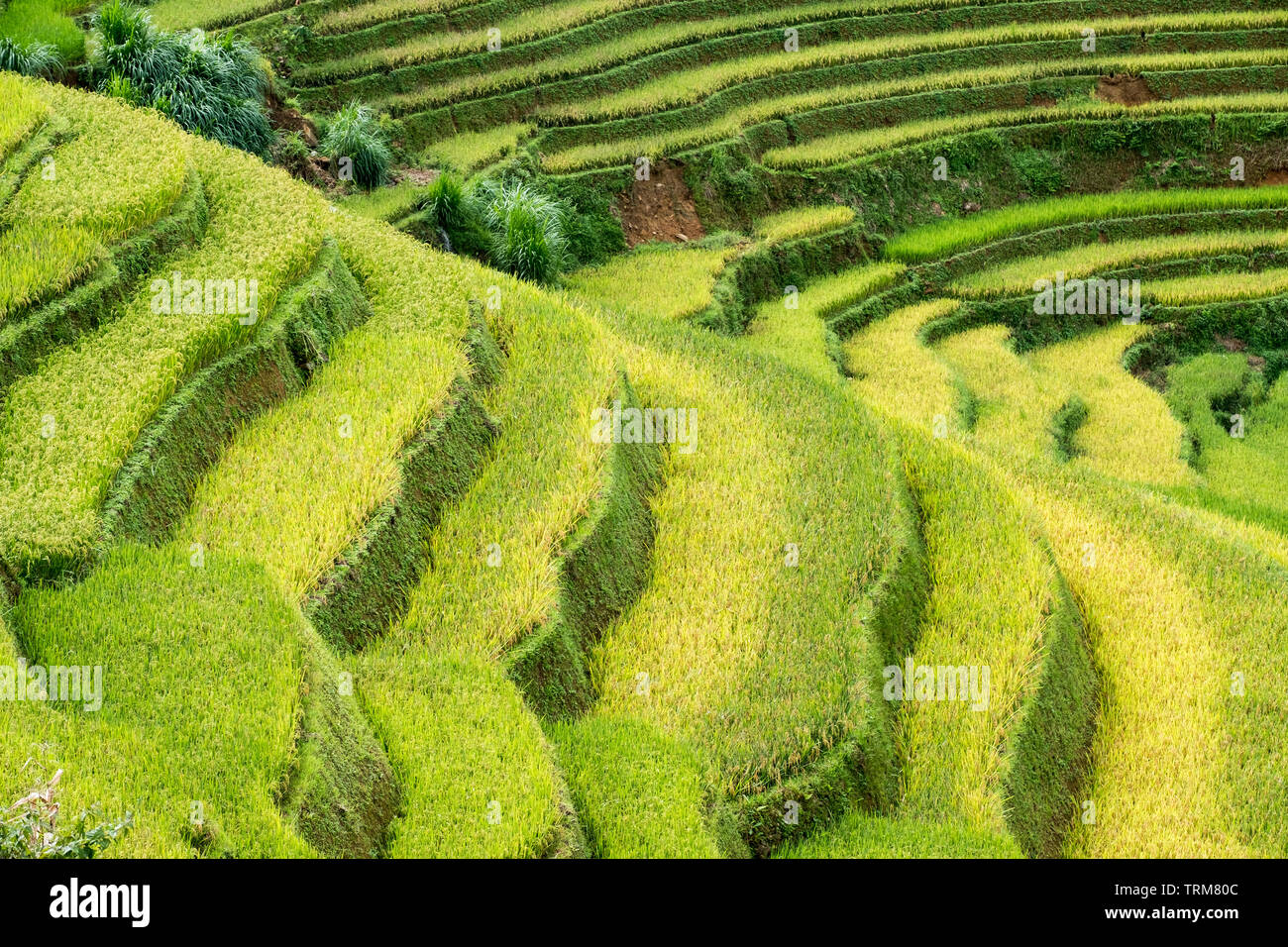 Agriculture rice field terraced curve on mountain Stock Photo - Alamy