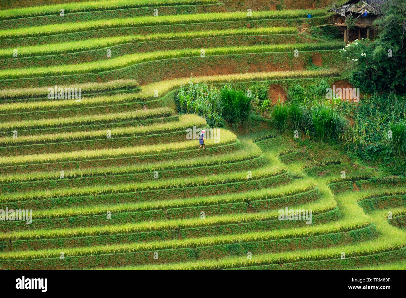 Hill tribe farming on rice field terraced in Mu Cang Chai Stock Photo ...